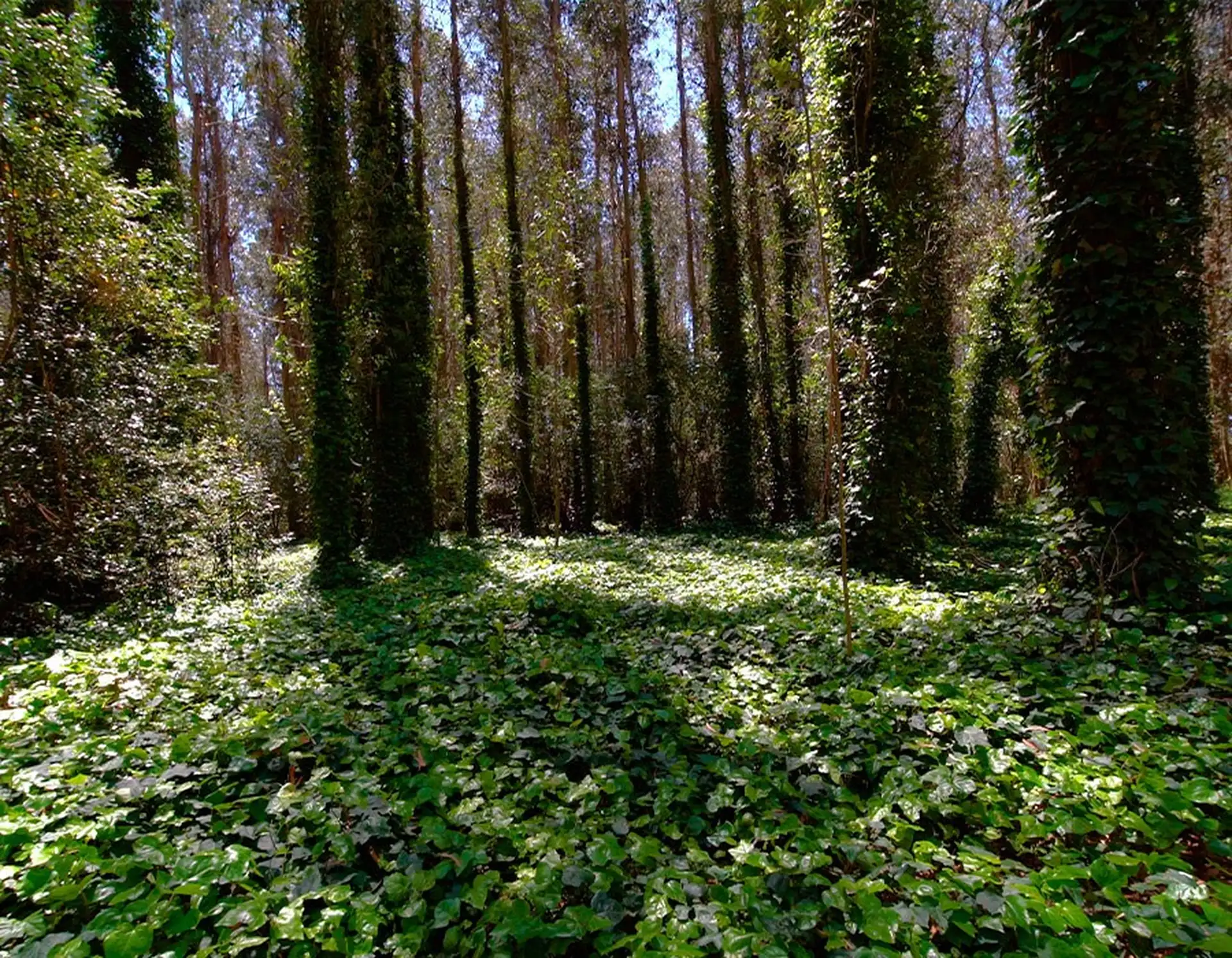 Rumenco - Barrio cerrado - General Pueyrredon - Argenprop