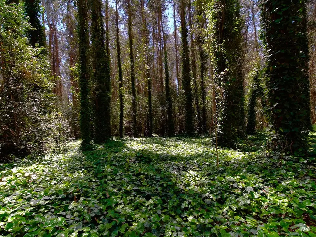 Rumenco - Barrio cerrado - General Pueyrredon - Argenprop